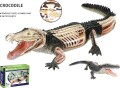 4d Vision - Animal Anatomy Model - Crocodile - Robetoy | Se tilbud og ...