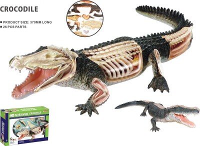 4d Vision - Animal Anatomy Model - Crocodile - Robetoy | Se tilbud og ...