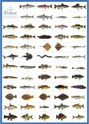 Køb Fiske Plakat - Svenska Fiskar - 50x70 Cm fra Hjelm Forlag - Gucca.dk