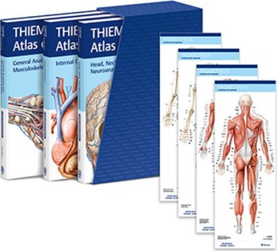 Køb Thieme Atlas Of Anatomy af Michael Schuenke - english book - Gucca.dk