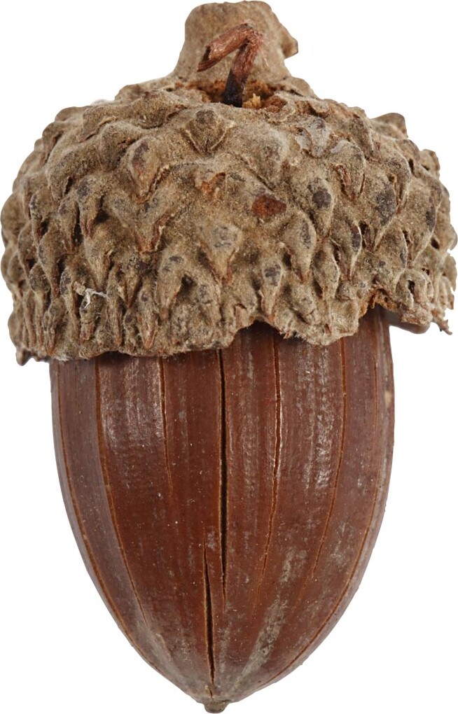 Køb Agern - 12 Stk fra Creativ Company - Gucca.dk