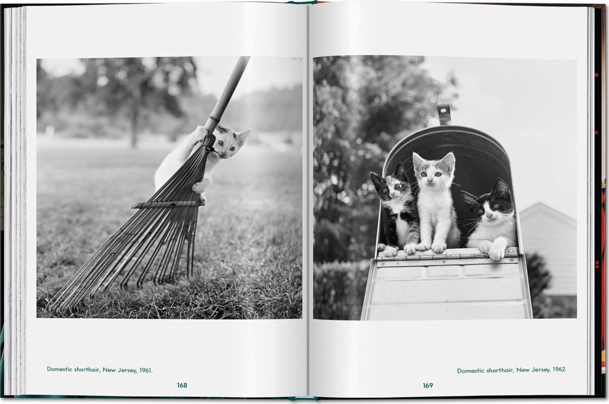 Walter Chandoha. Cats. Photographs 1942-2018 af Susan Michals - English ...